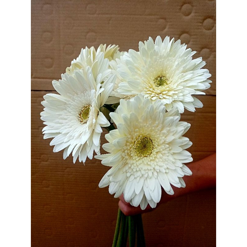 Fresh Gerbera/Daisy from farm of Cameron Highlands 非洲菊 White With Green Head (10 stems/bundle ...
