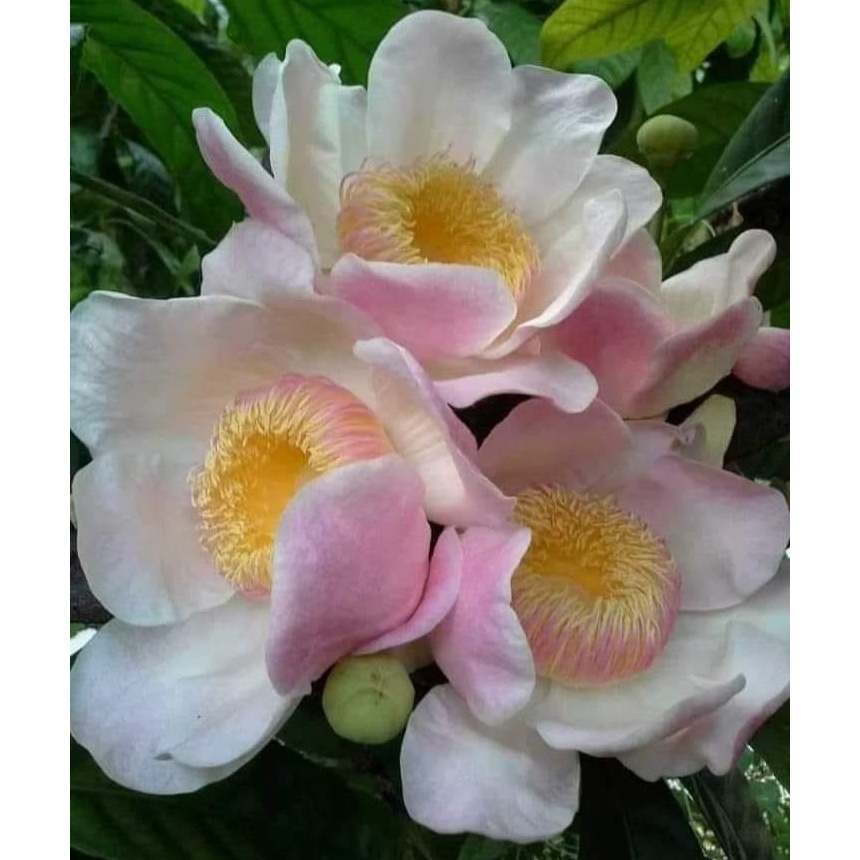 Anak Pokok Bunga Heaven Lotus/Gustavia Superba | Shopee Malaysia