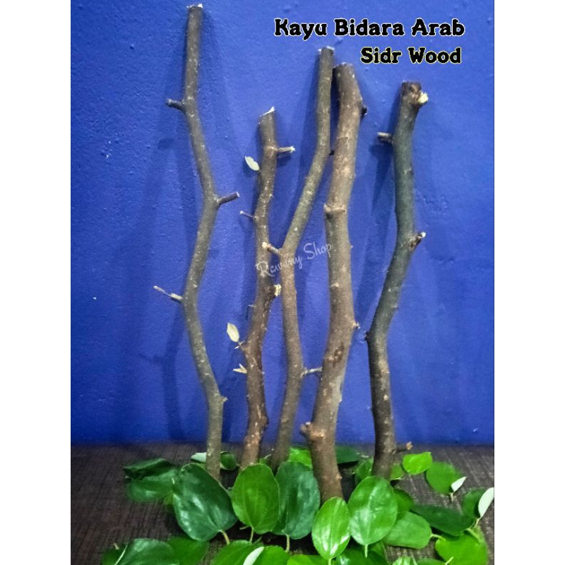 Kayu Bidara Arab | Sird Wood | Batang Kayu Bidara Segar | Shopee Malaysia