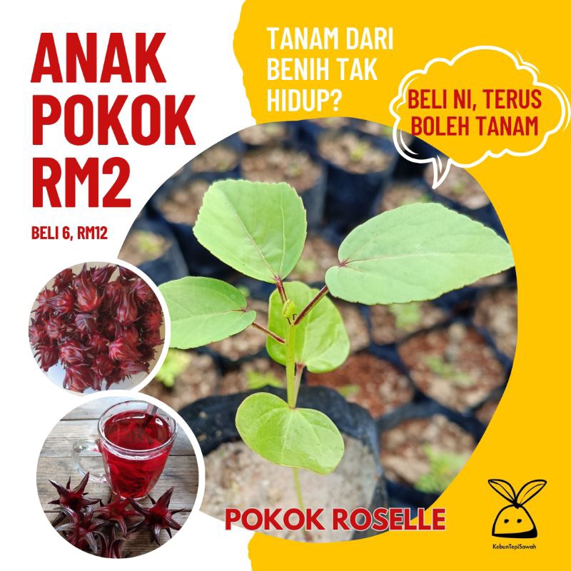 Anak pokok roselle merah | Shopee Malaysia