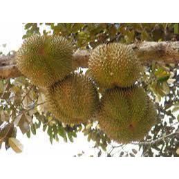 ANAK POKOK DURIAN D99 HYBRID | Shopee Malaysia