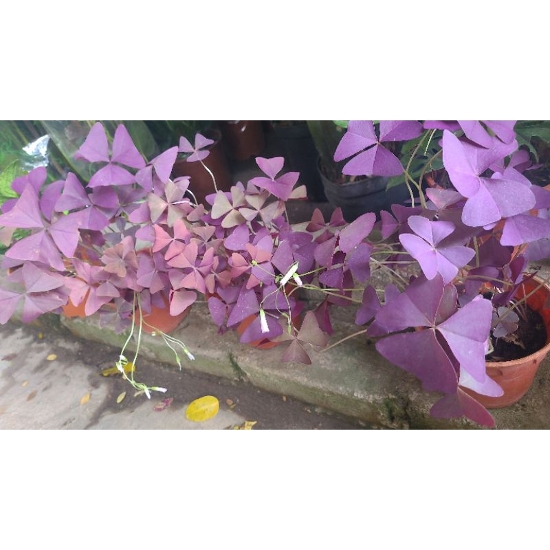 Pokok oxalis (pokok rama-rama) 🦋🦋 | Shopee Malaysia