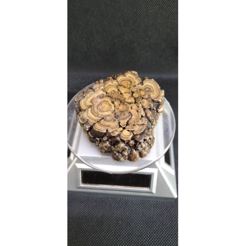 Deco Raw stone fossil wod Natural,/Hiasan batu kayu fossil | Shopee ...