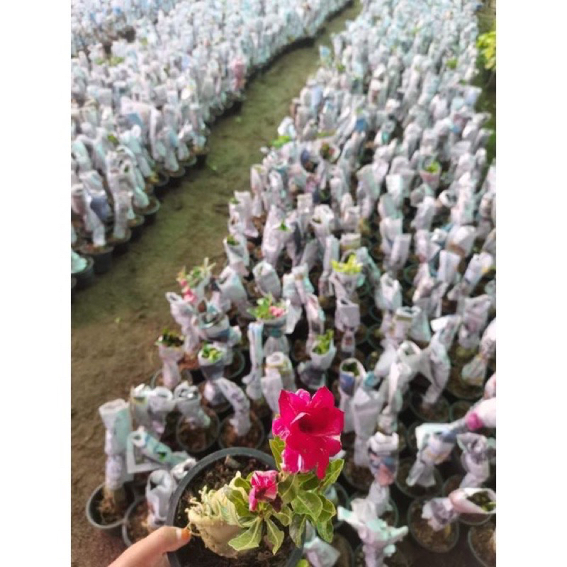 Bunga Kemboja Thai / Adenium Real Live Plant Thai / Adenium live plant ...