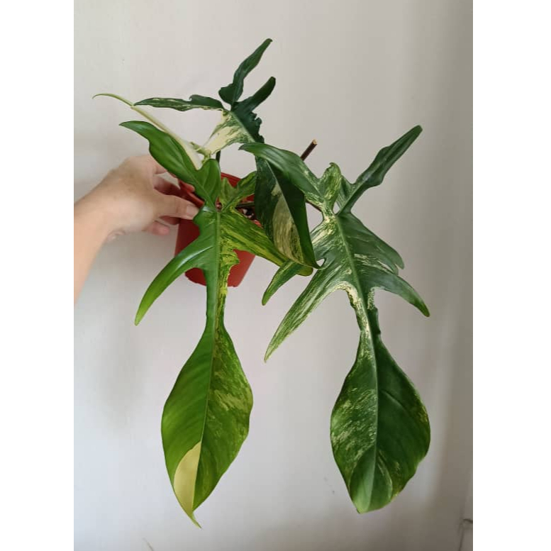 Philodendron Florida Ghost Variegated | Shopee Malaysia