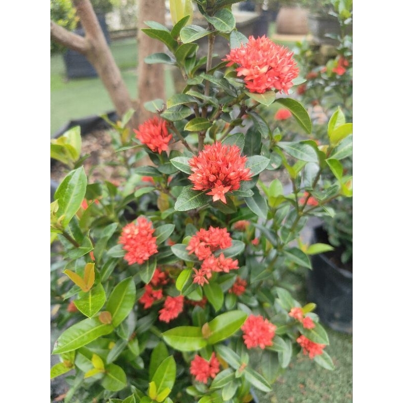 [GREEN LAND] Ixora Rose / Pokok Ixora Ros /仙丹花 14"x14"Polybag | Shopee ...