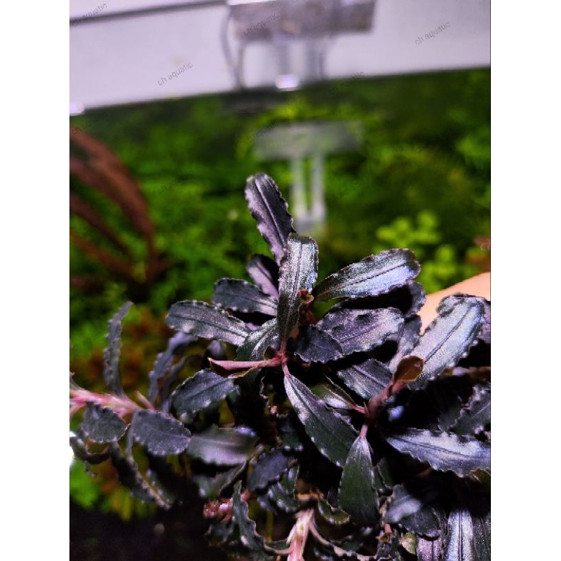 Bucephalandra sp. 'Red Scorpio' 1stalk5leaf+-aquatic plants/aquarium ...