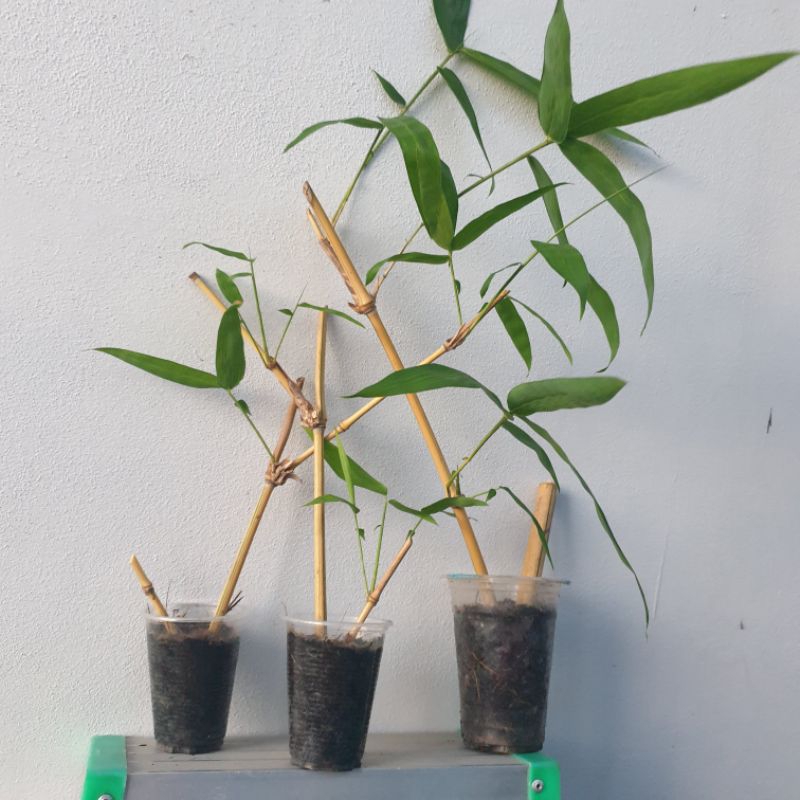 Anak Pokok Buluh KUNING / HITAM / BATIK / Keratan / Buluh Pagar ...