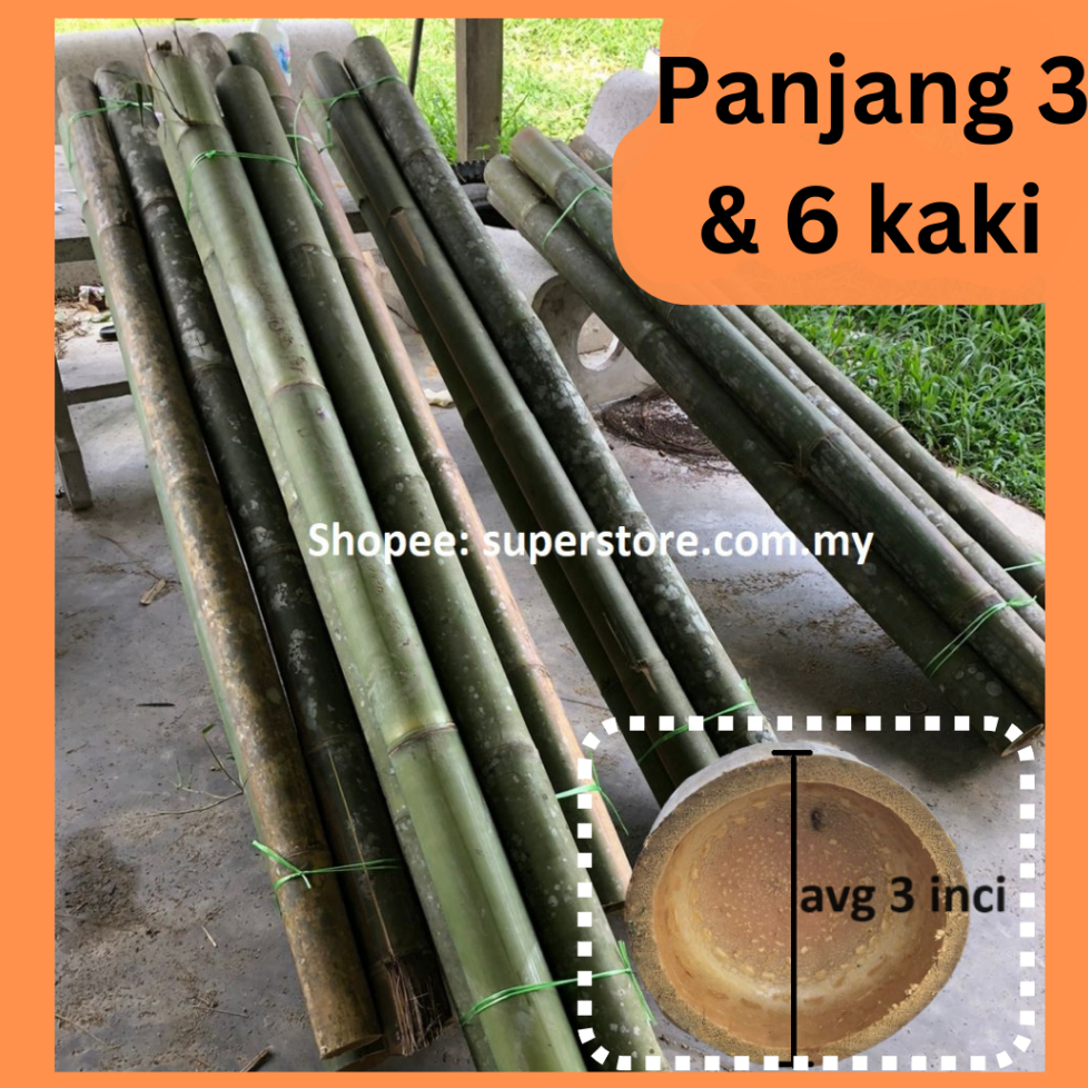 Buluh Belum Belah 6 kaki/Buluh Bulat/Bamboo Stake/Buluh Pancang/Bamboo ...