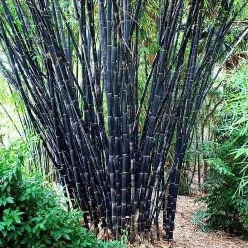 Pokok Buluh Hitam/Black Bamboo(Polybag) | Shopee Malaysia