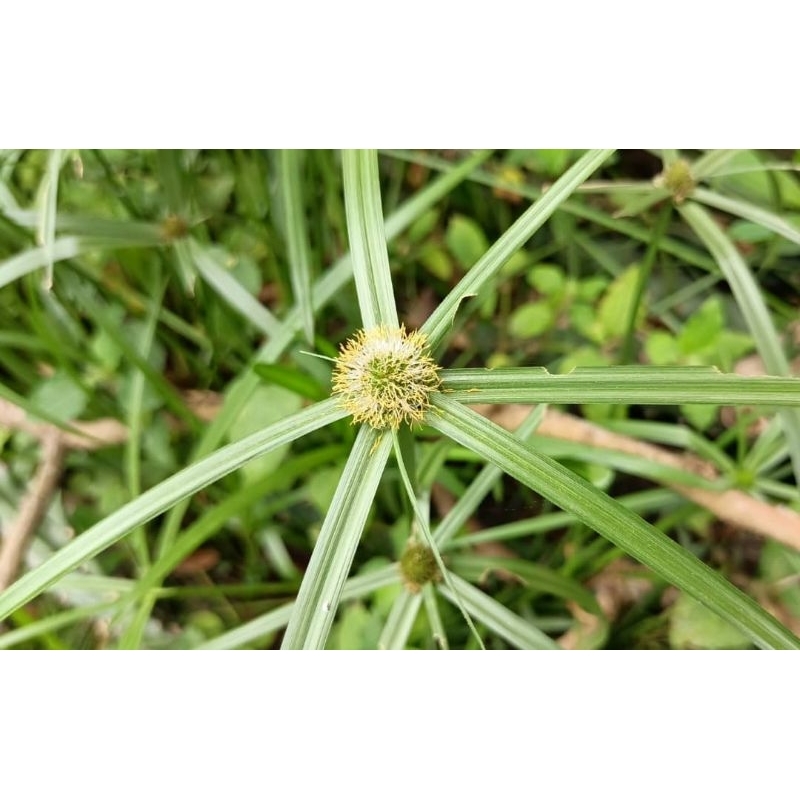 Rumput Helikopter Bunga Hijau (5 tangkai) | Shopee Malaysia