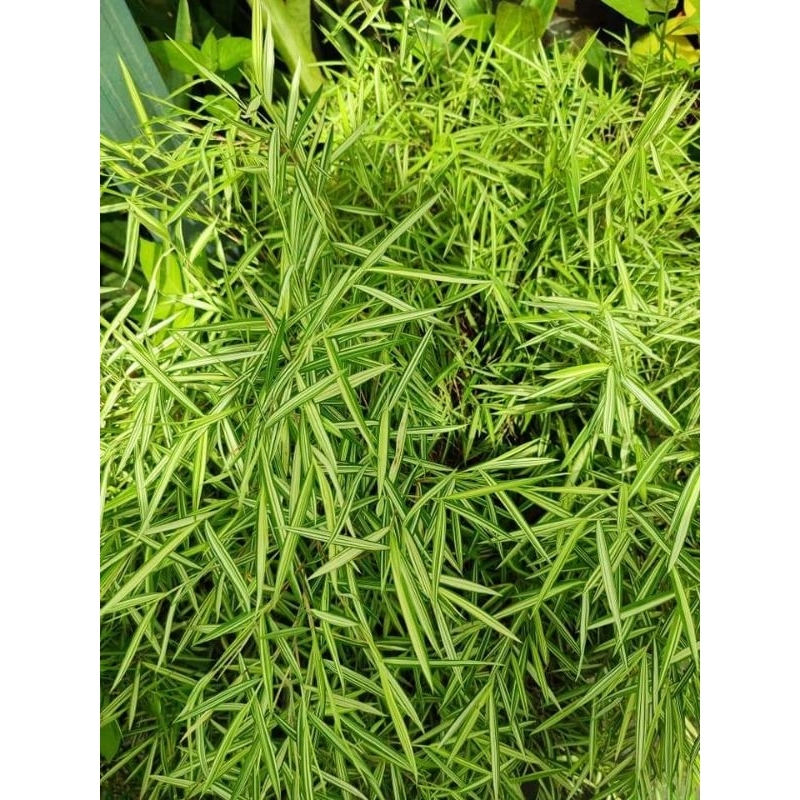 Pokok buluh perindu batik | Shopee Malaysia