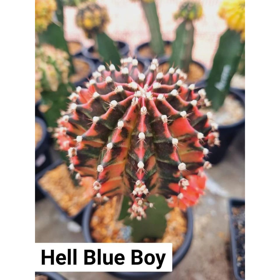 GYMNOCALYCIUM ID HELL BLUE BOY CACTUS (OFFSETS WITH SHORT ROOTS ...
