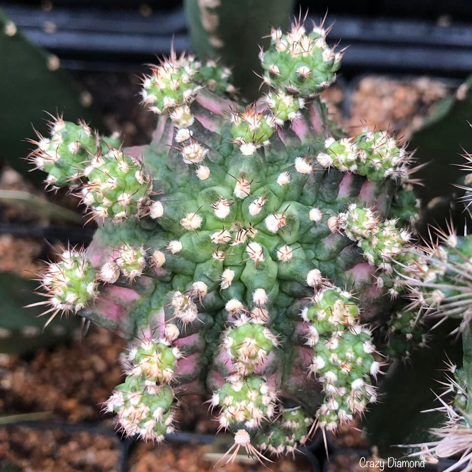 GYMNOCALYCIUM ID CRAZY DIAMOND CACTUS (OFFSETS WITH SHORT ROOTS ...