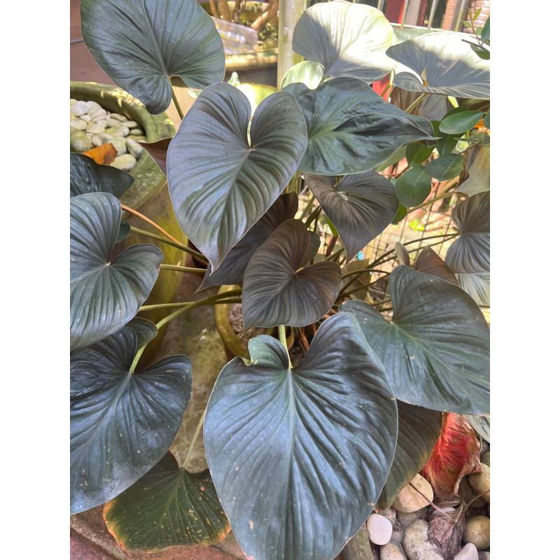 Kemoyang Hitam(black homalomena ) | Shopee Malaysia
