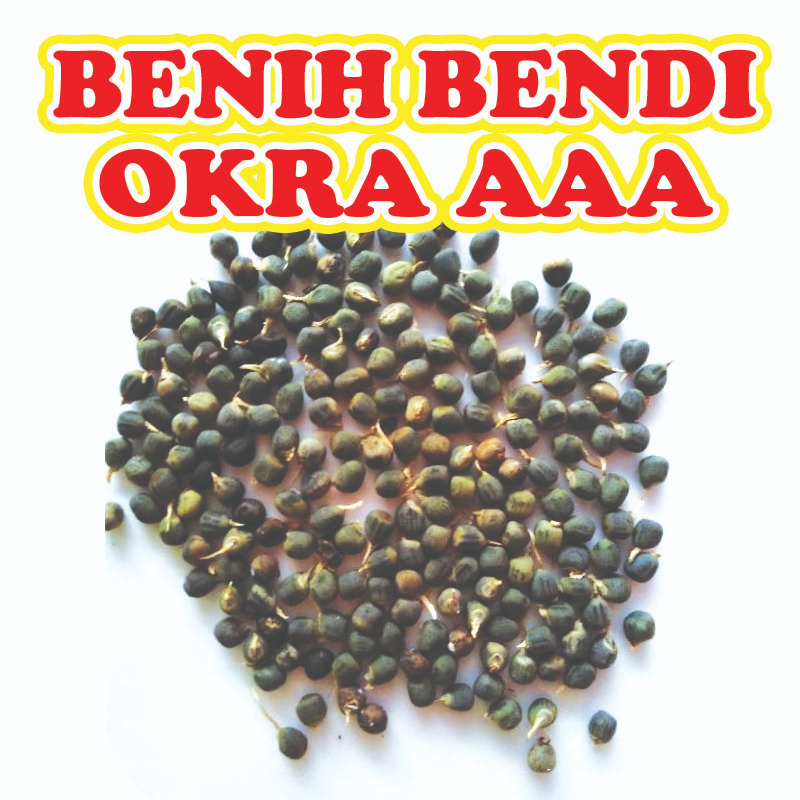 Benih Bendi Okra Lady Finger Cepat Cambah Besar Panjang Bebas Penyakit ...