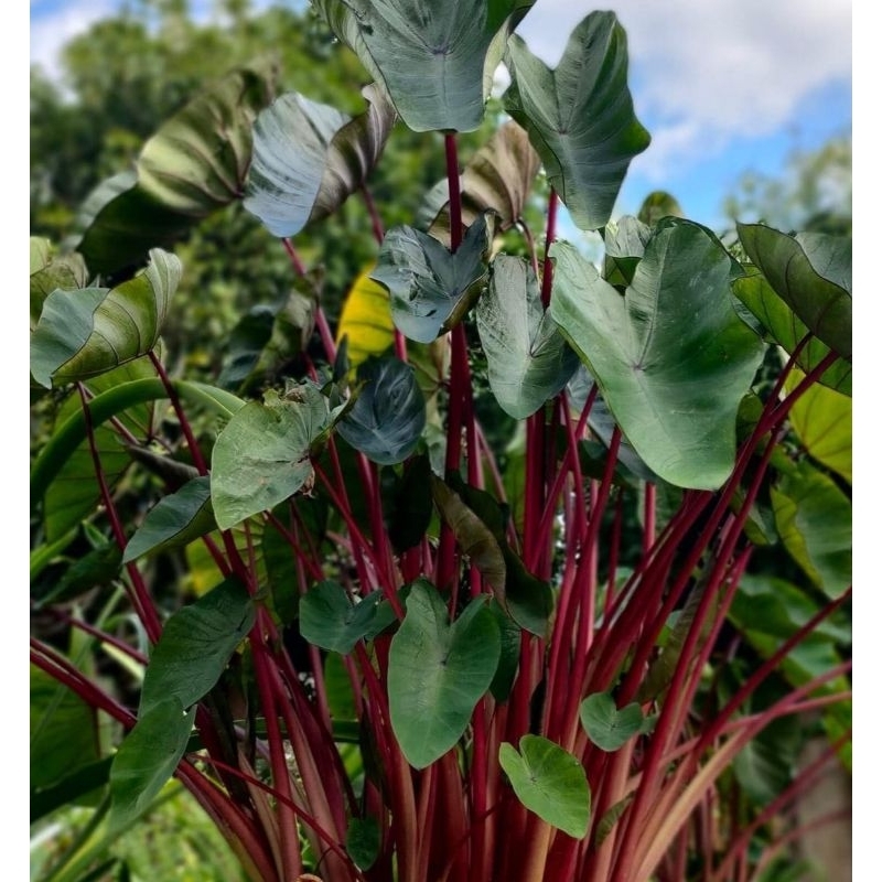 Colocasia Hawaiian Punch ( Fresh Cutting ) | Shopee Malaysia