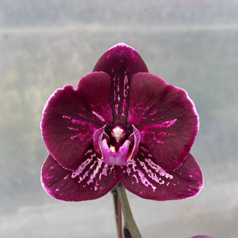 Phalaenopsis Wine-Red Splash | Medium Moth Orchid | Shopee Malaysia