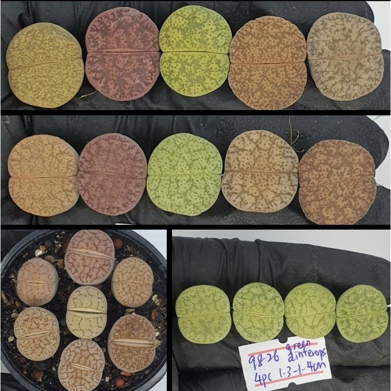 Dinterops 一箭之遥 (Dintheranthus Vanzylii hybrid Lithops Lesliei 灵耀玉 杂 紫熏 ...