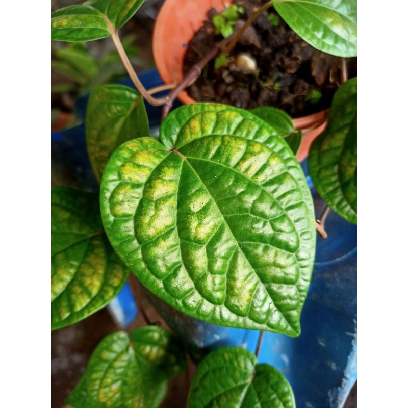 Wild Piper of Tawau Sabah | Shopee Malaysia