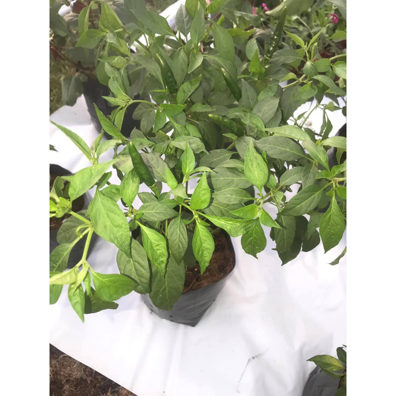 POKOK CILI PADI(POKOK SAYUR) | Shopee Malaysia