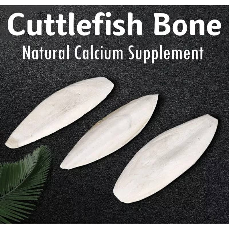 Cuttle Fish Bone (1 Piece)（墨鱼骨）Tortoise Calcium 陆龟补钙神器 Kura Penyu ...