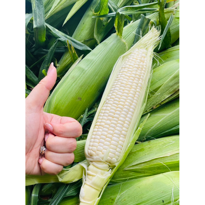 (Grade AA) Fresh Pick White Seeet Corn Cameron Highlands 5 pieces ...