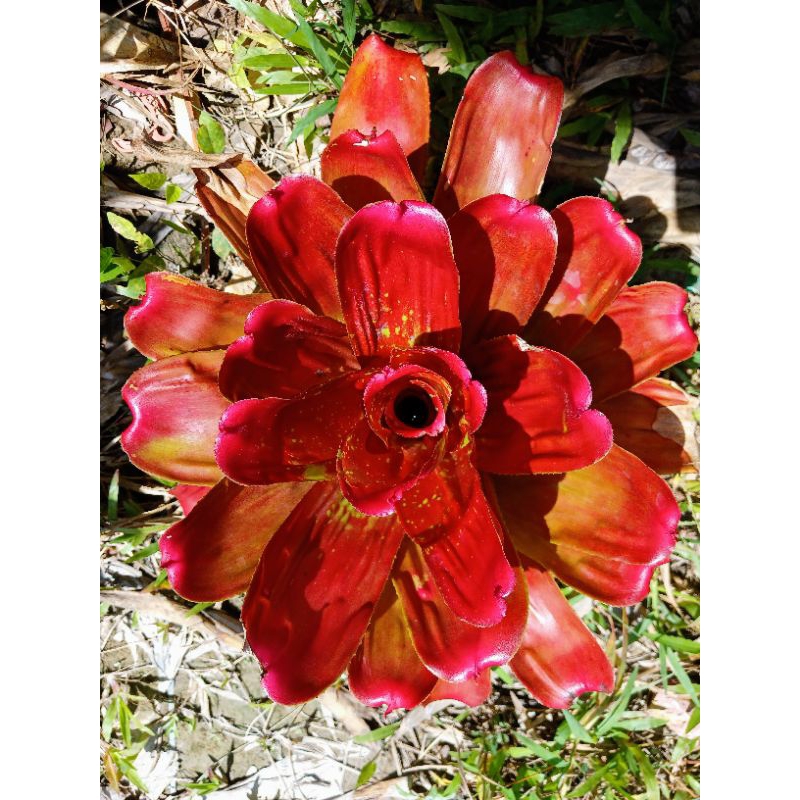 Bromeliad Sub-spices Neoregelia Ring of fire | Shopee Malaysia