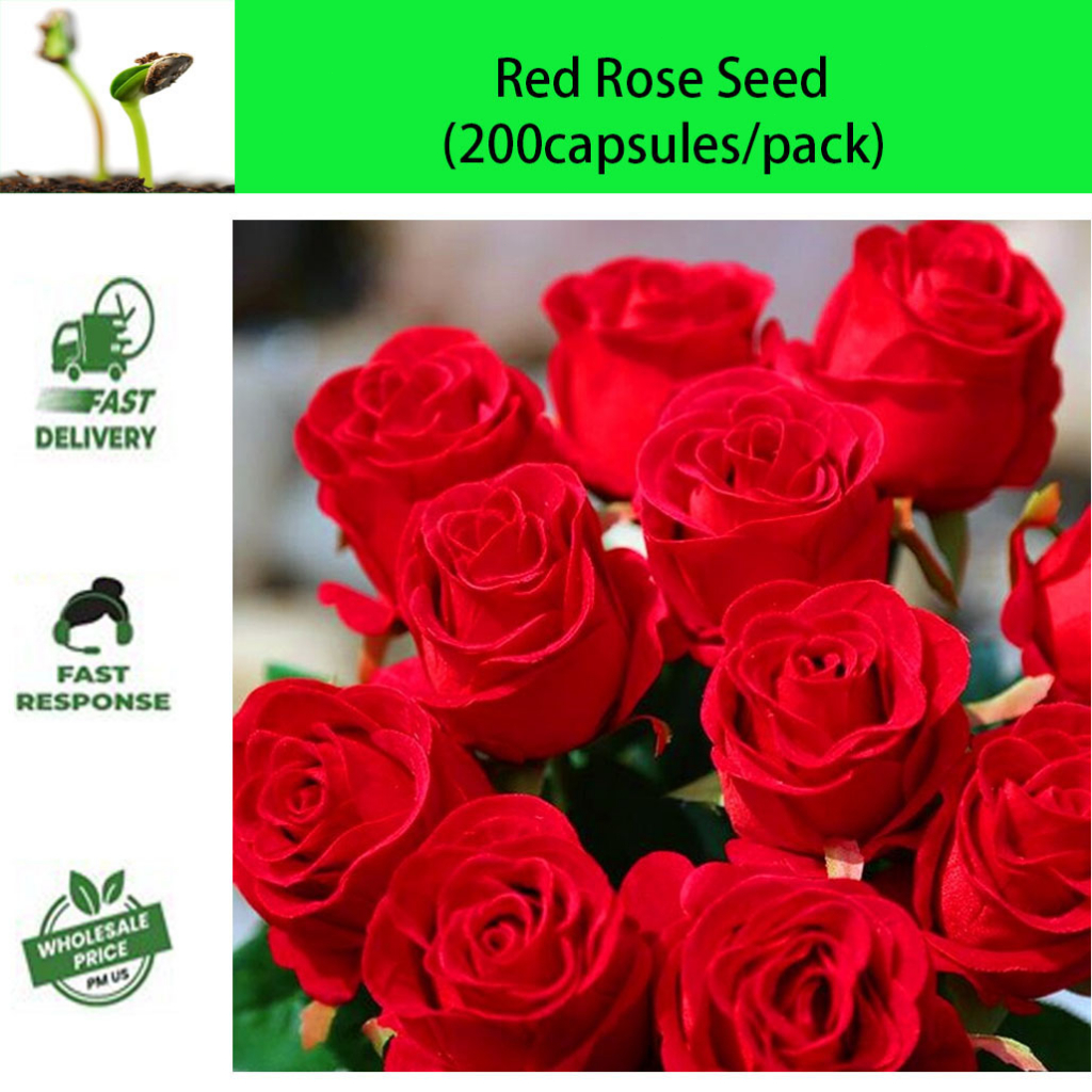 Biji Benih Mawar Merah Malaysia Flower Seed Red Rose Seed (200 seeds ...