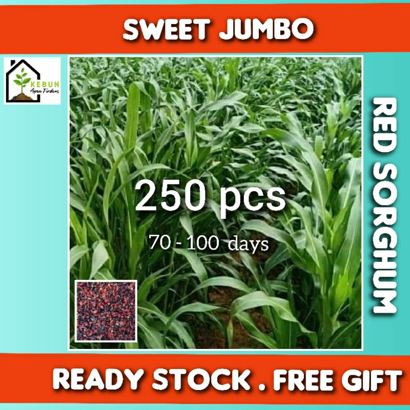 BIJI BENIH RUMPUT SWEET JUMBO / RUMPUT JAGUNG / RED SORGHUM 250 BIJI ...