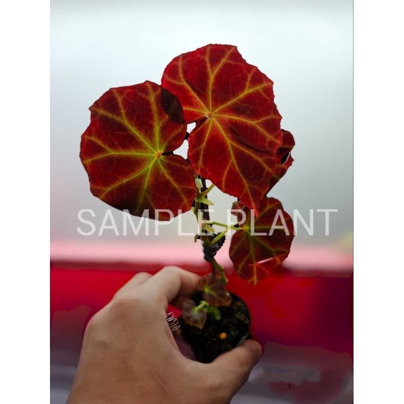 Begonia rubida (rare) | Shopee Malaysia