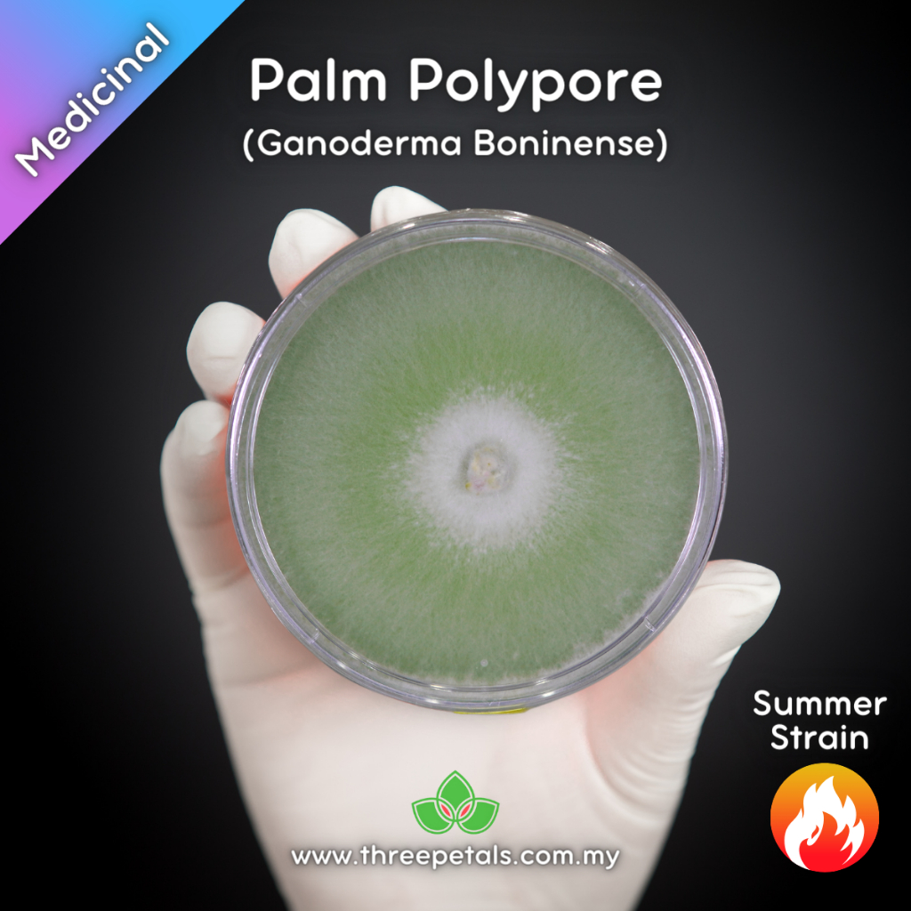 Palm Bracket (Ganoderma Boninense) Live Mycelium Mushroom Culture Spawn ...