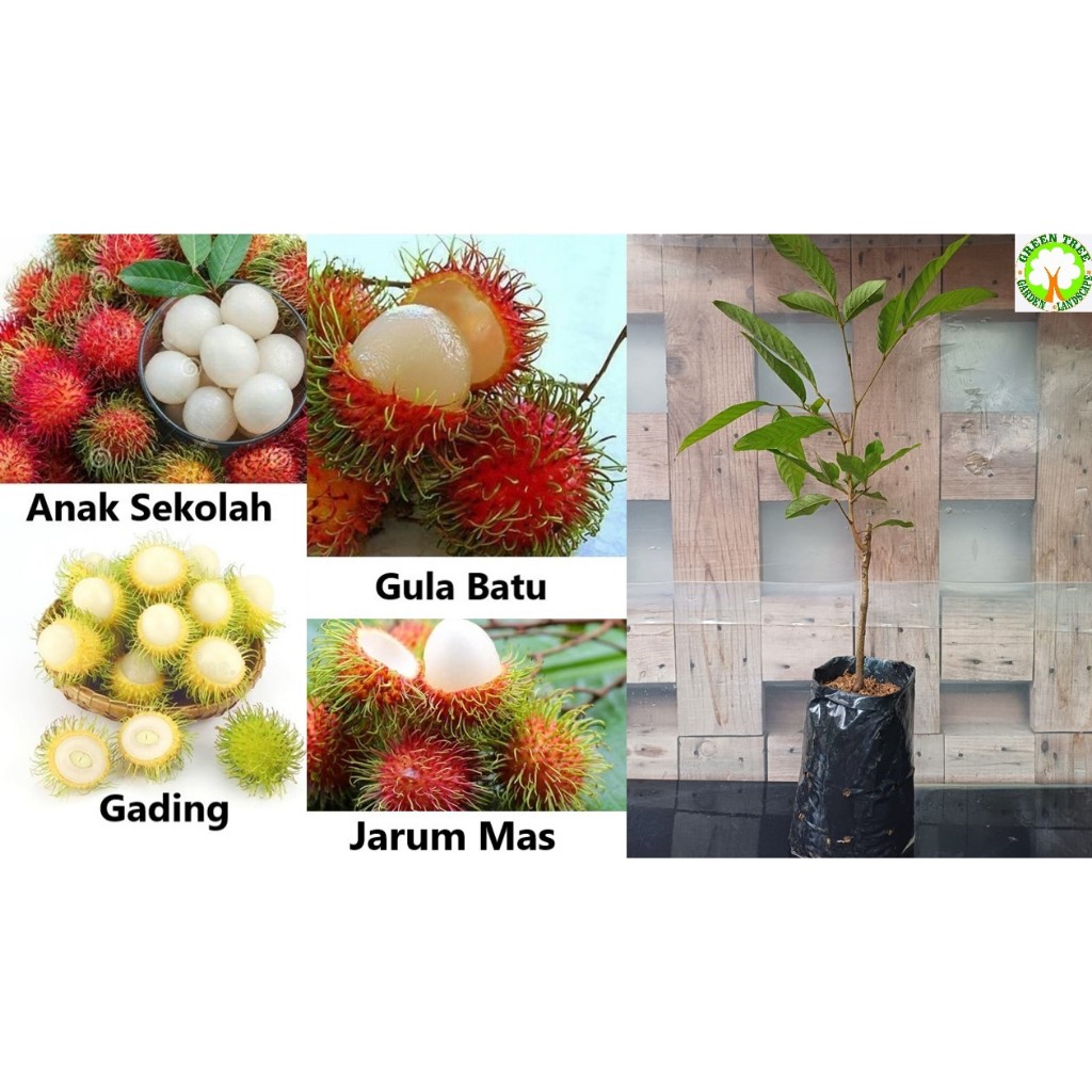 Fruit Tree - Anak Pokok Rambutan Anak Sekolah / Rambutan Gading ...
