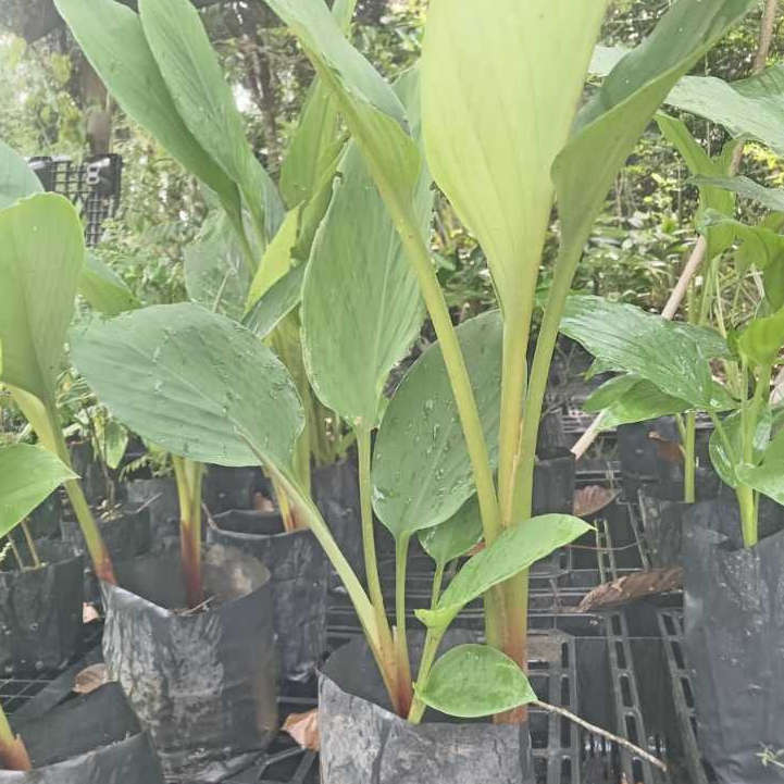 Anak Pokok Temu Kunci | Shopee Malaysia