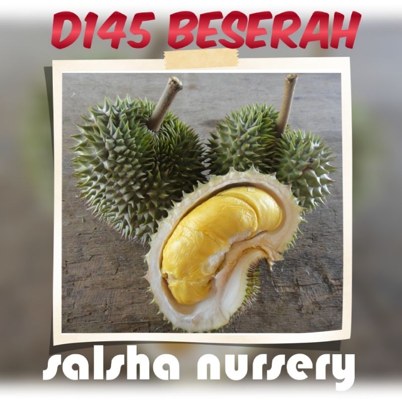 🔥💥 Pokok DURIAN D145 BESERAH | pokok kahwin durian cepat berbuah ...