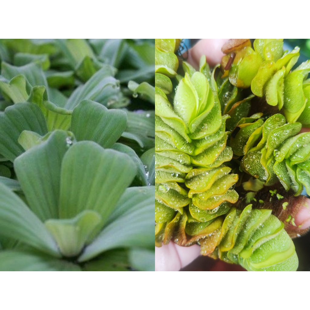 Kiambang Lipan / Salvina l Kiambang Bunga / Floating Water Plant ...