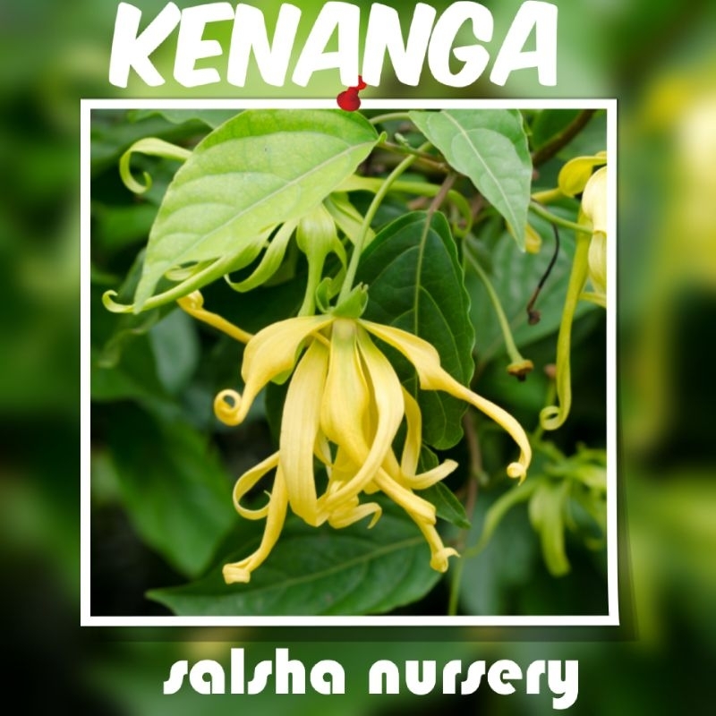 💥🔥 POKOK BUNGA KENANGA / pokok bunga wangi / pokok hiasan outdoor ...
