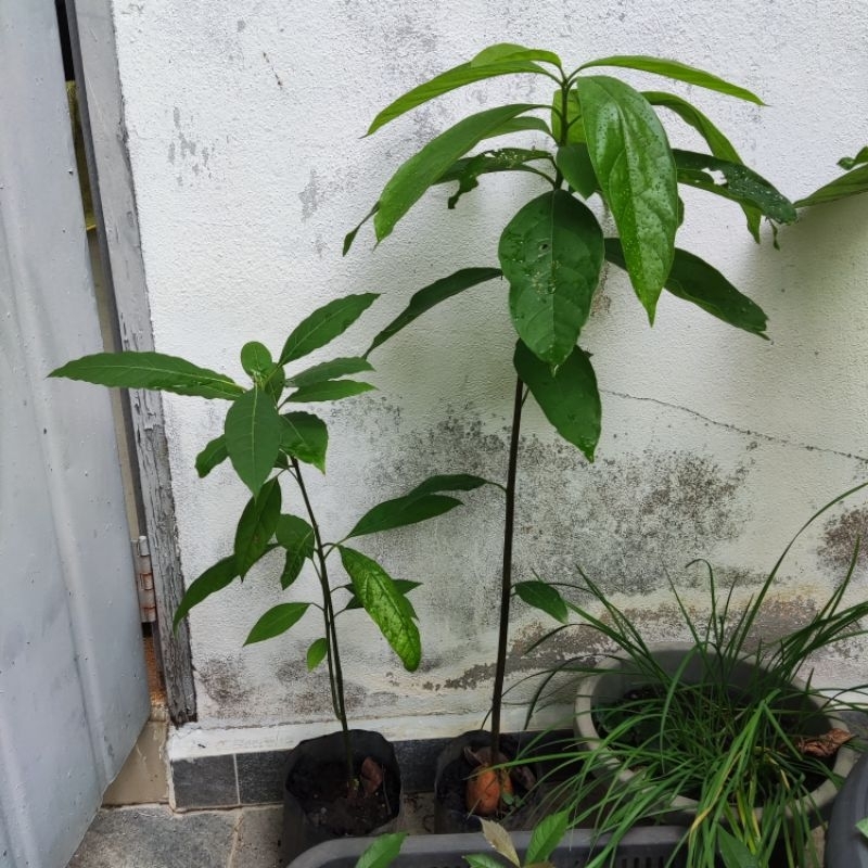 pokok Avocado pokok hidup | Shopee Malaysia