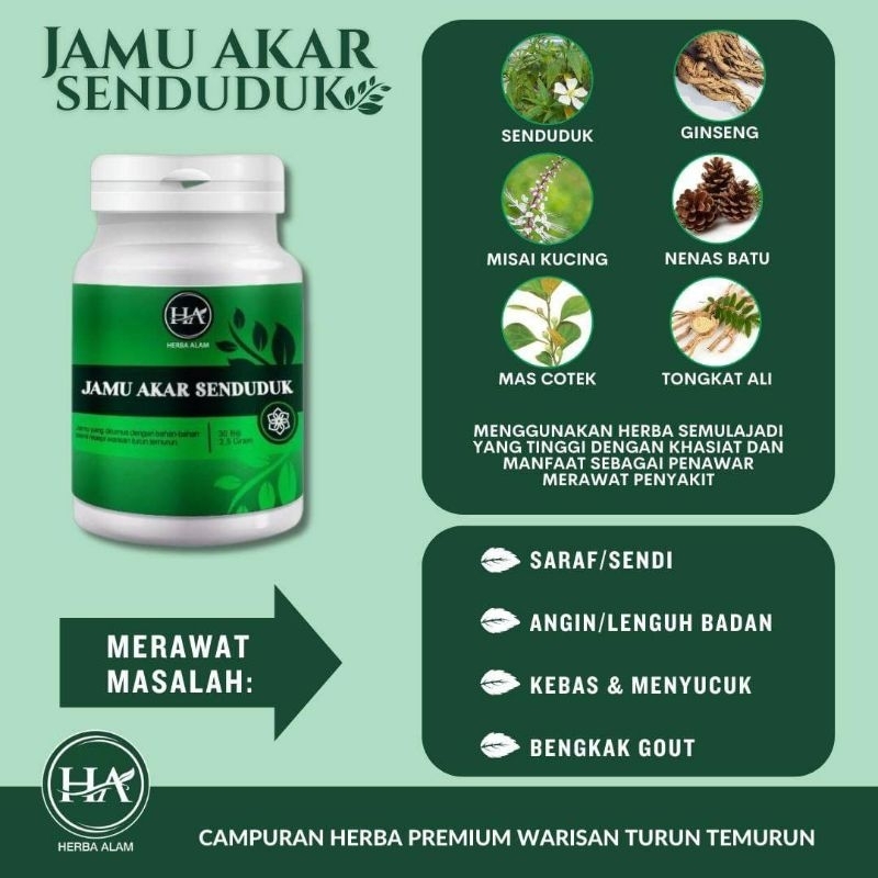 [100% ORIGINAL] JAMU AKAR SENDUDUK HERBA ALAM UNTUK ANGIN DAN GOUT ...