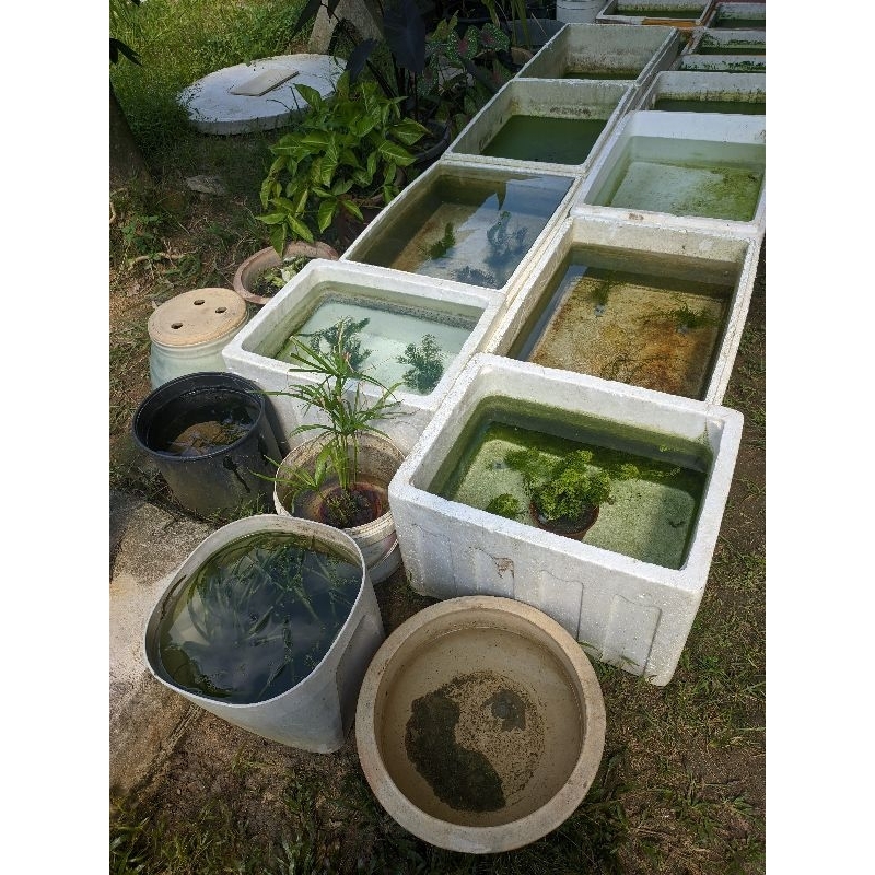pokok air untuk hiasan dalam akuarium kolam pasu | Shopee Malaysia