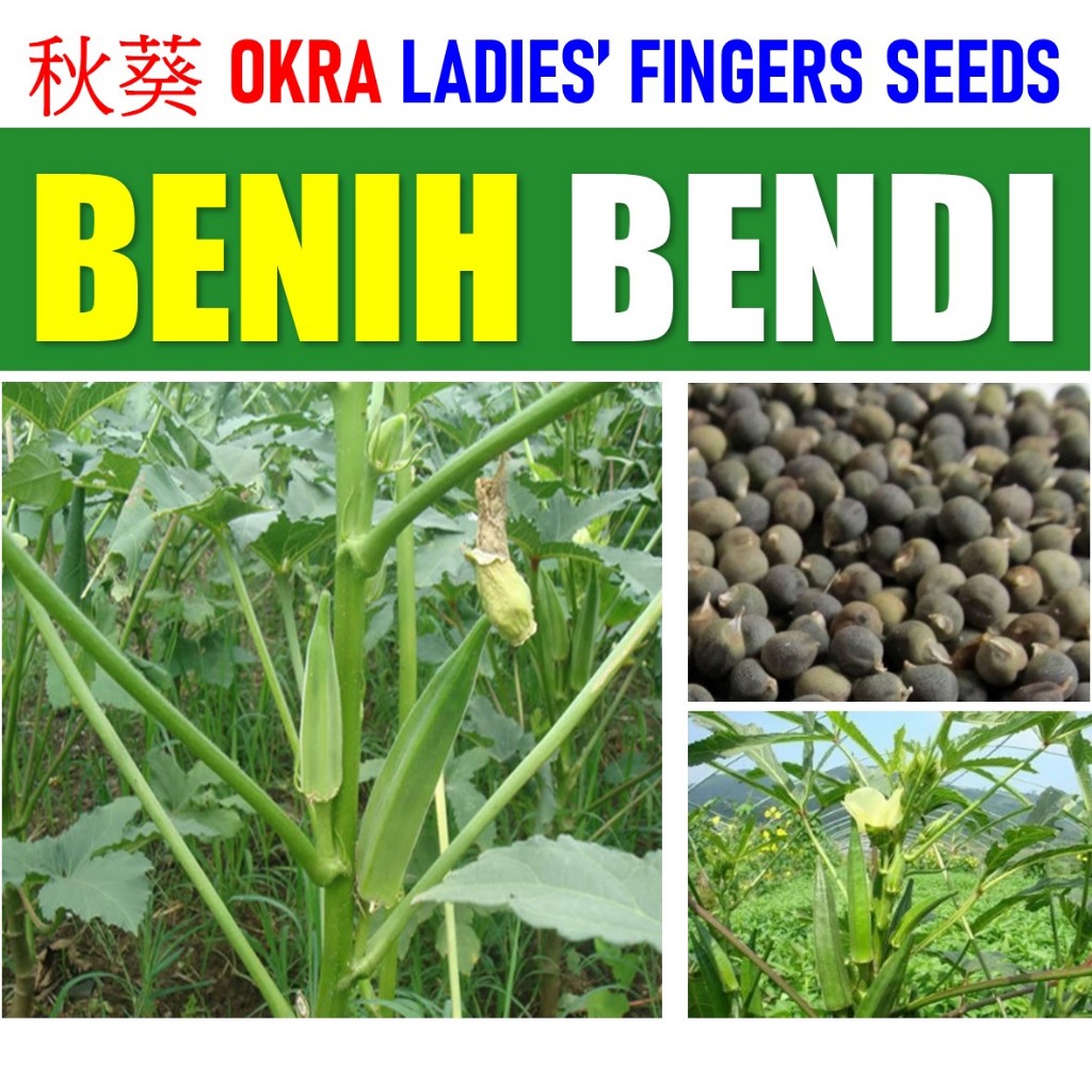 Saverstore 10Pcs Lady Finger Seed Vegetable Seed Benih Bendi Hijau Okra ...
