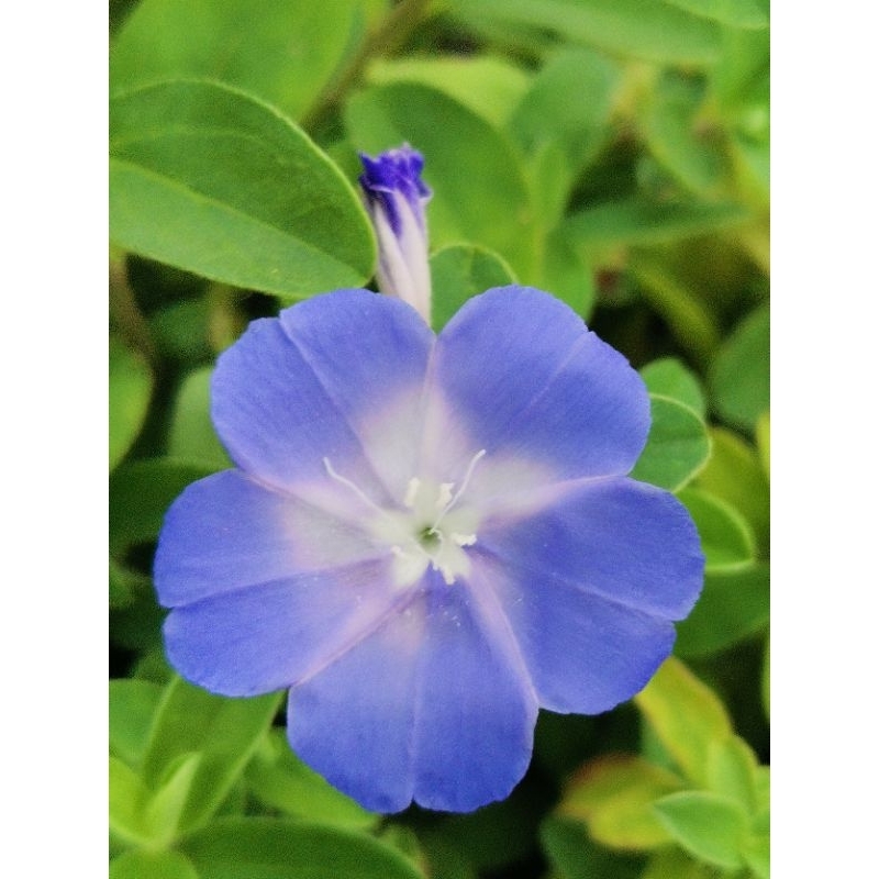 Happy Garden - Bunga Blue Diamond / 蓝宝石花 | Shopee Malaysia