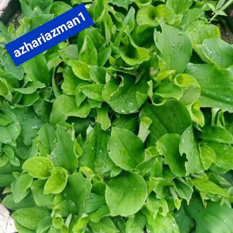 pokok kencur /cekur. | Shopee Malaysia
