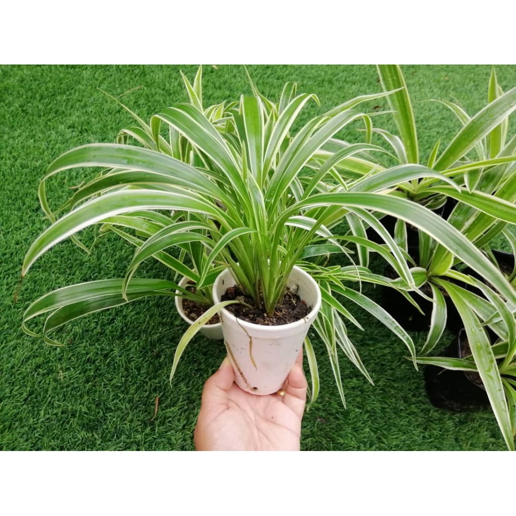 Anak pokok spider plant jenis cepat biak. | Shopee Malaysia