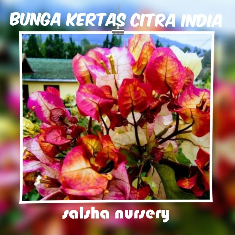 🔥💥 RARE Aneka Bunga Kertas Citra India, Ekor Musang, Sanggul Fatimah ...