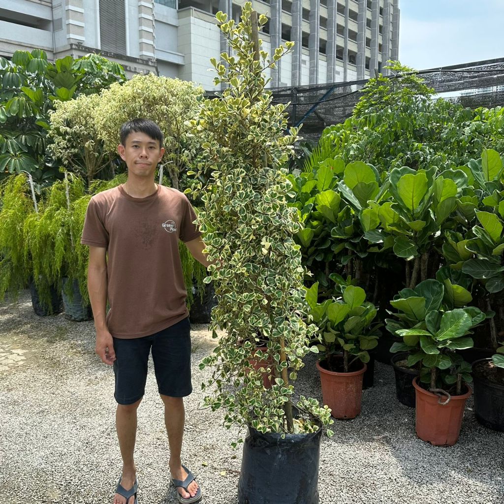 GPS Green Plant Society Live Tree Ficus triangularis 三角榕 7ft | Shopee ...