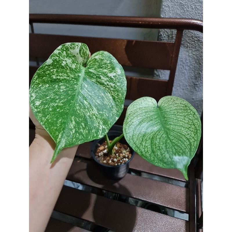 Monstera Mint Monstera Full Moon Mint Monstera White Tiger | Shopee ...