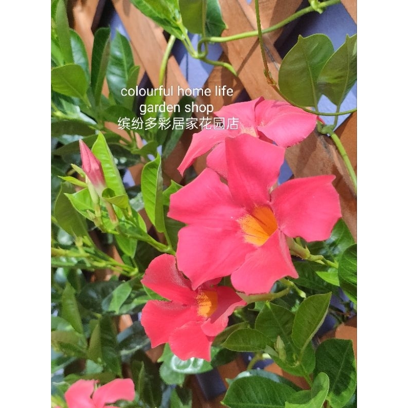 Pokok Bunga Anak Benih Mandevilla Suaveolens Warna Merah红花飘香藤植物花苗Plant ...