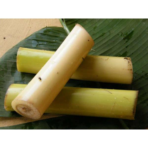 pelepah / daun pisang hutan kering dry wild banana leaf / stalk fronds ...
