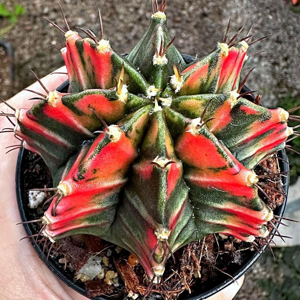 GYMNOCALYCIUM ID BLACK PEARL CACTUS (OFFSETS WITH SHORT ROOTS) | Shopee ...